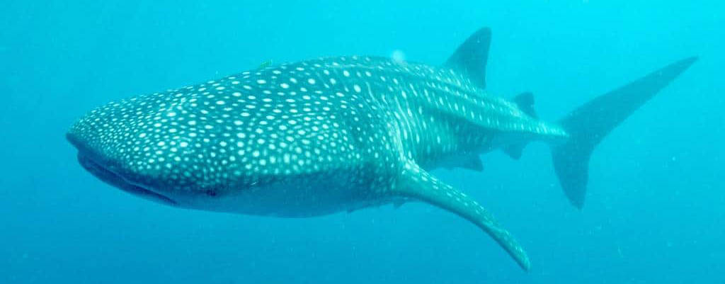 Afro Whale Shark Safari - Swimming with whale sharks in Mafia Island